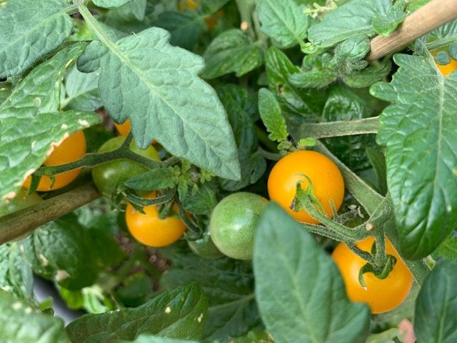 Cocktailtomaten anbauen – kleine Früchte, große Freude