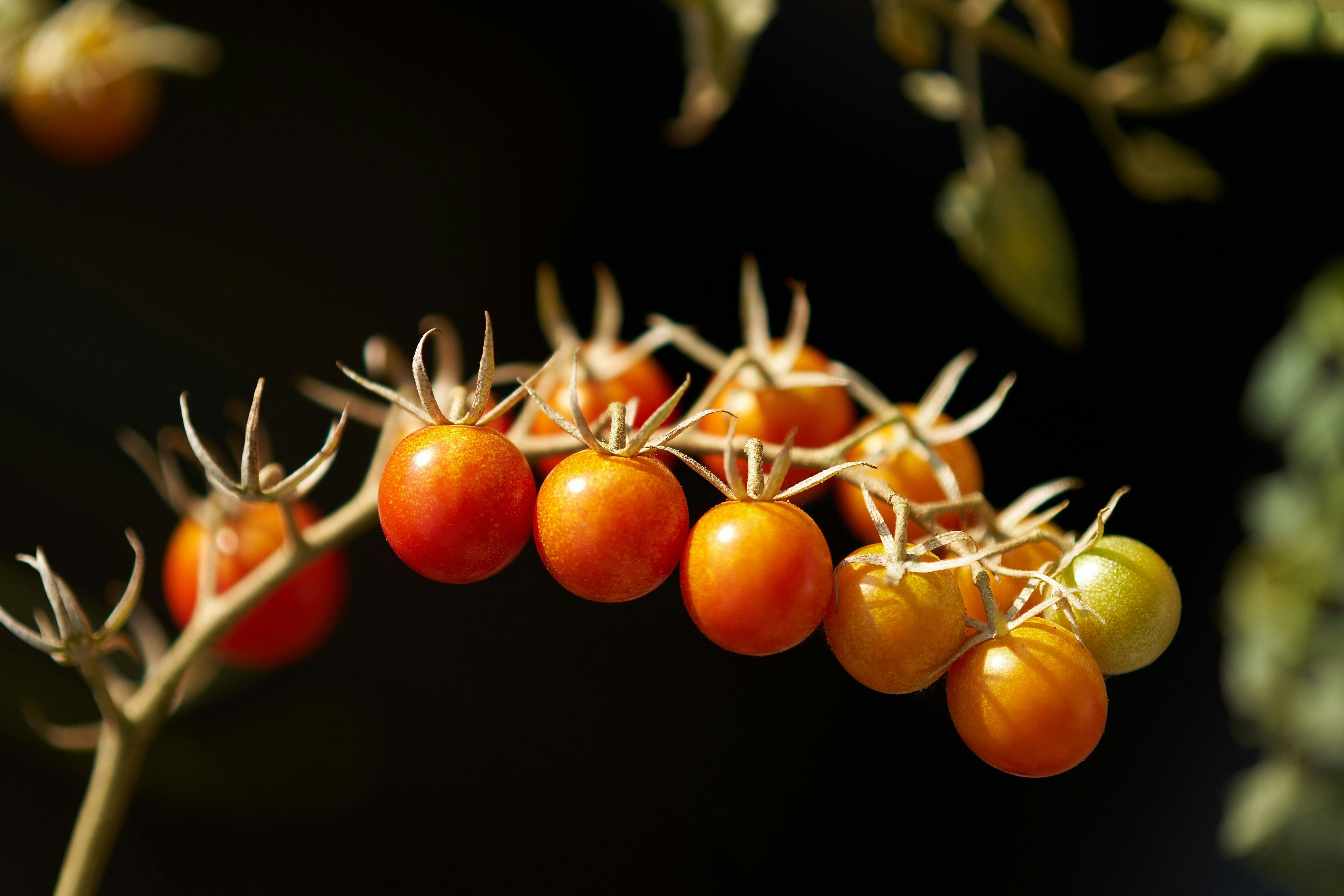 Cocktailtomaten anbauen – kleine Früchte, große Freude
