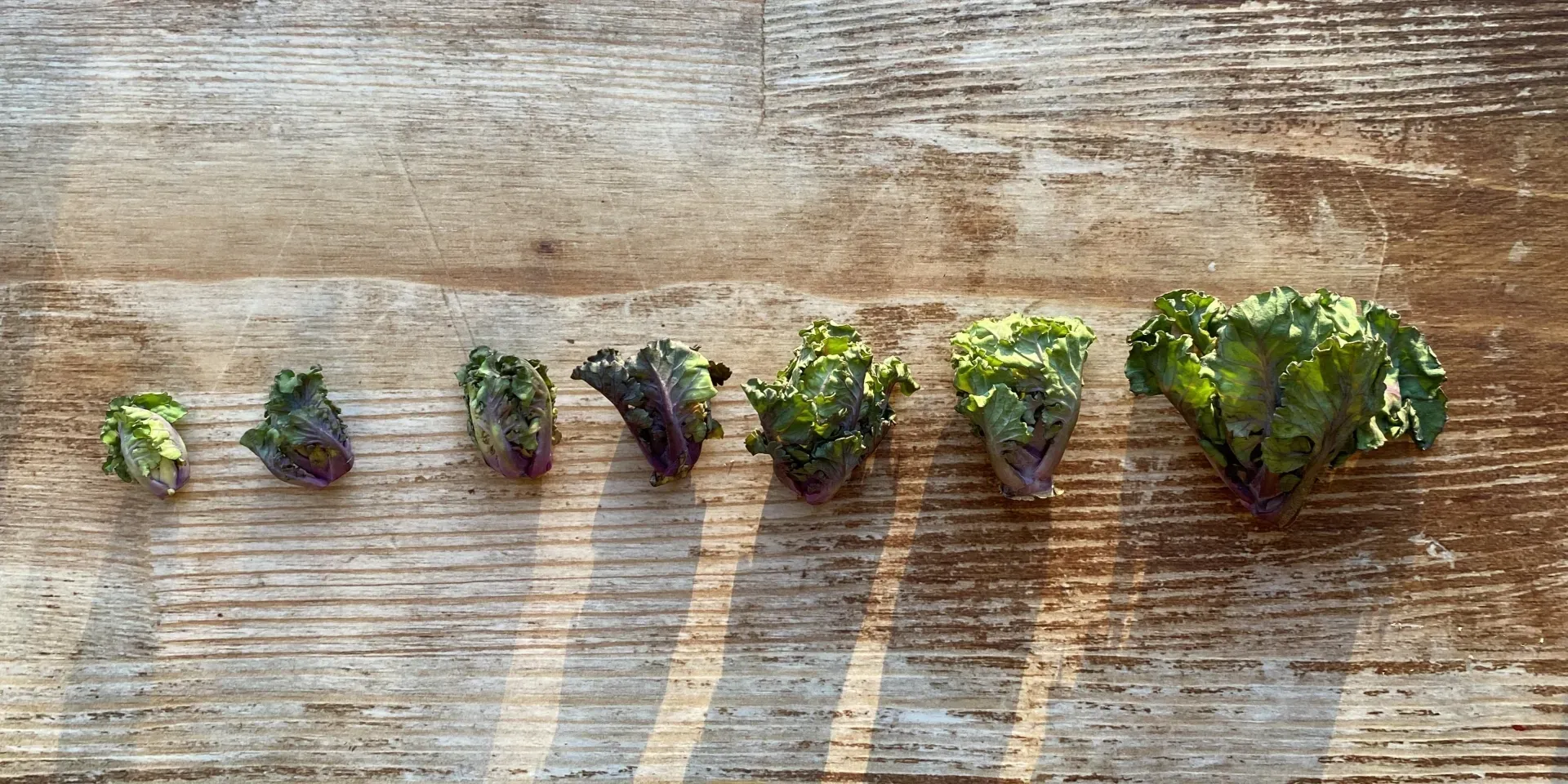 Flower Sprouts® anbauen & genießen | Ratgeber für urbane Gärten