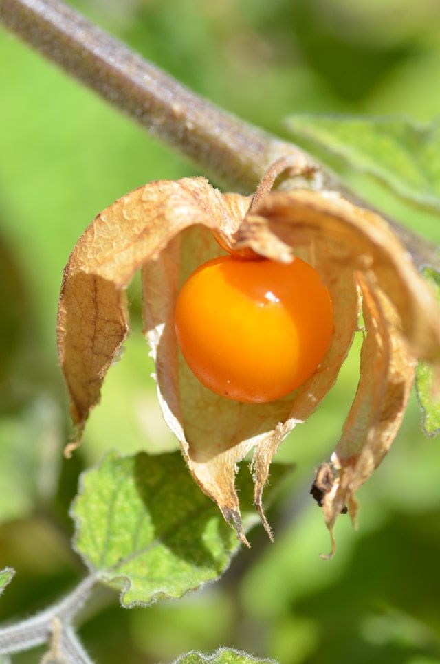 Physalis anbauen: Sorten, Pflege & Tipps für Garten und Balkon