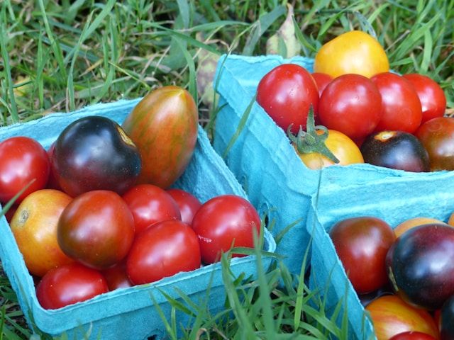 Cocktailtomaten anbauen – kleine Früchte, große Freude